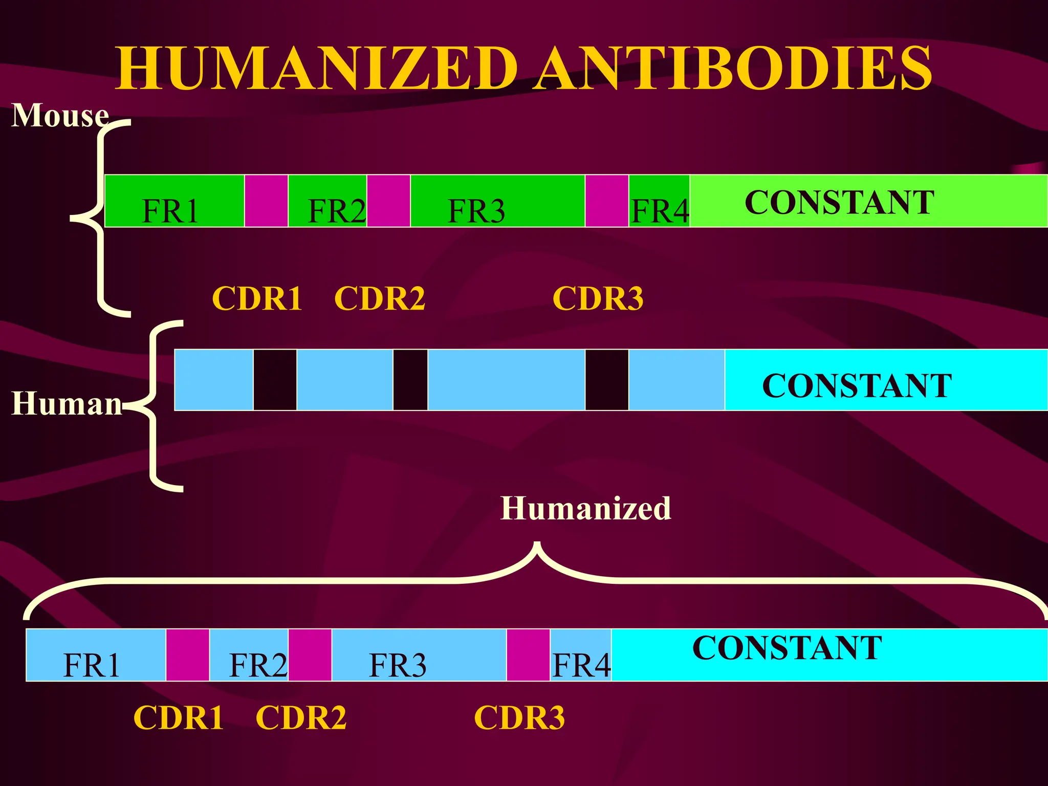 antibody engineering.ppt