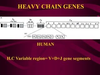 antibody engineering.ppt