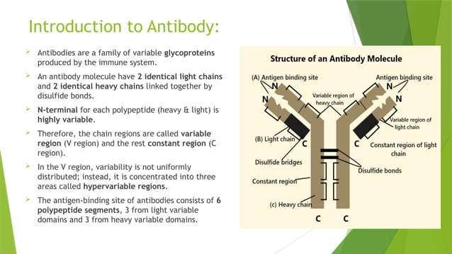 Antibody-antigen interaction and antibodyEngineering | PPTX