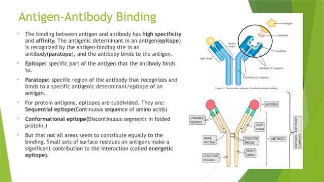 Antibody-antigen interaction and antibodyEngineering | PPTX
