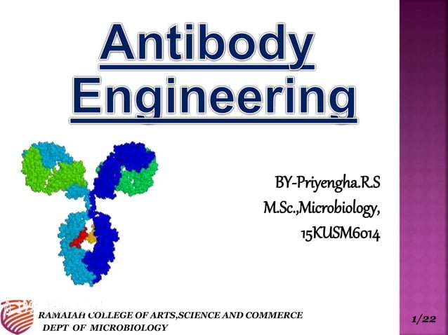 Antibody engineering by R.S.Priyengha | PPTX | Biotech and Biomedical ...