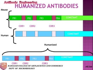 Antibody engineering by R.S.Priyengha | PPTX