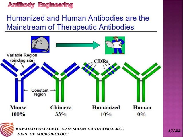 Antibody engineering by R.S.Priyengha | PPTX | Biotech and Biomedical ...