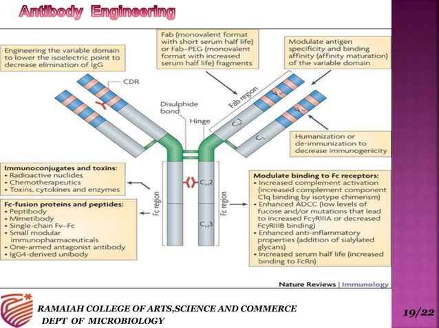 Antibody engineering by R.S.Priyengha | PPTX | Biotech and Biomedical ...