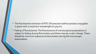 Antibodyflouresece | PPT