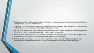 Antibodyflouresece | PPT