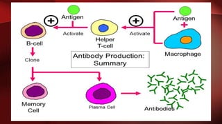 Antibody generation | PPTX