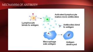 Antibody generation | PPTX