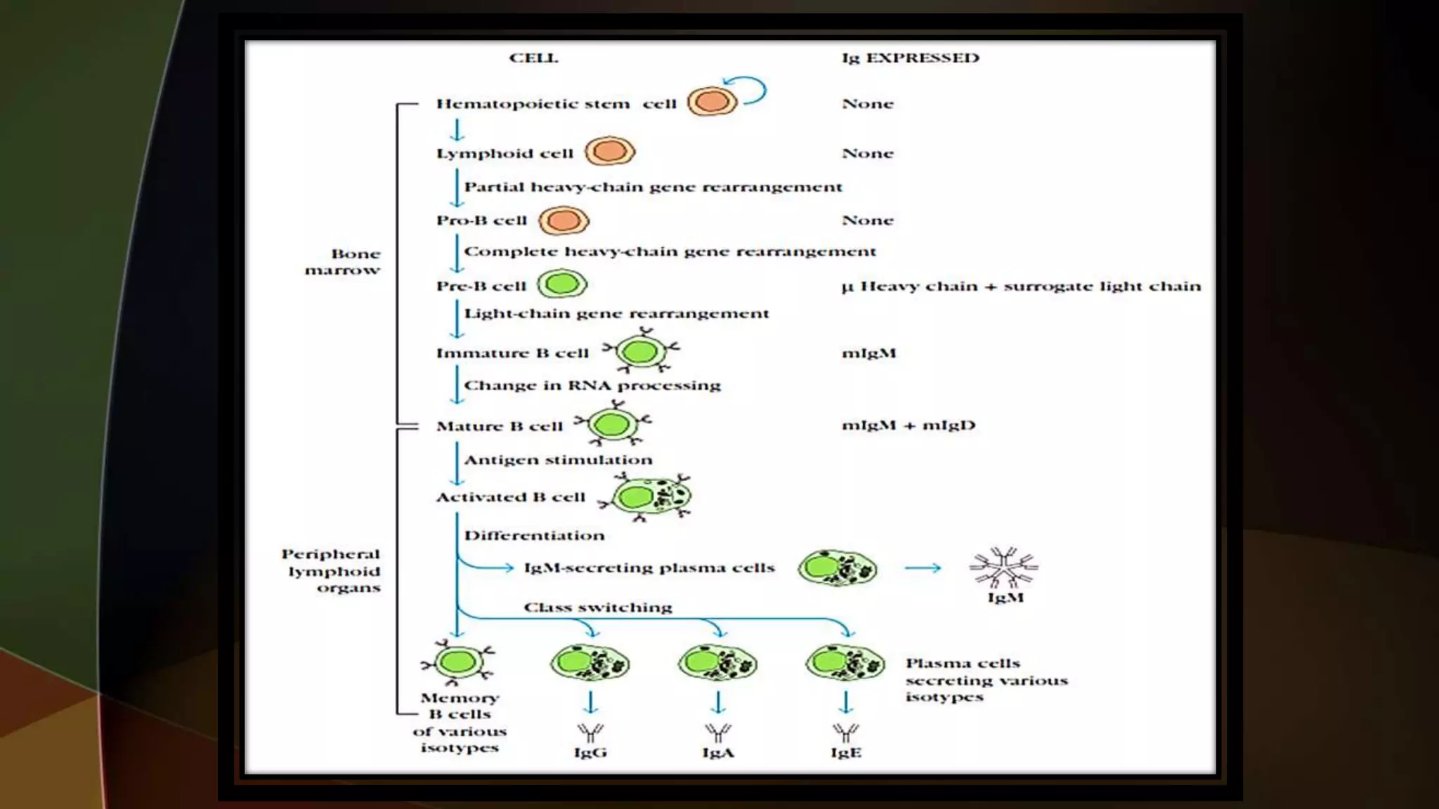 Antibody gene rearrangement presentation | PPTX