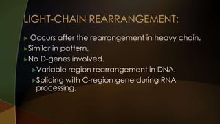 Antibody gene rearrangement presentation | PPTX