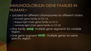 Antibody gene rearrangement presentation | PPTX