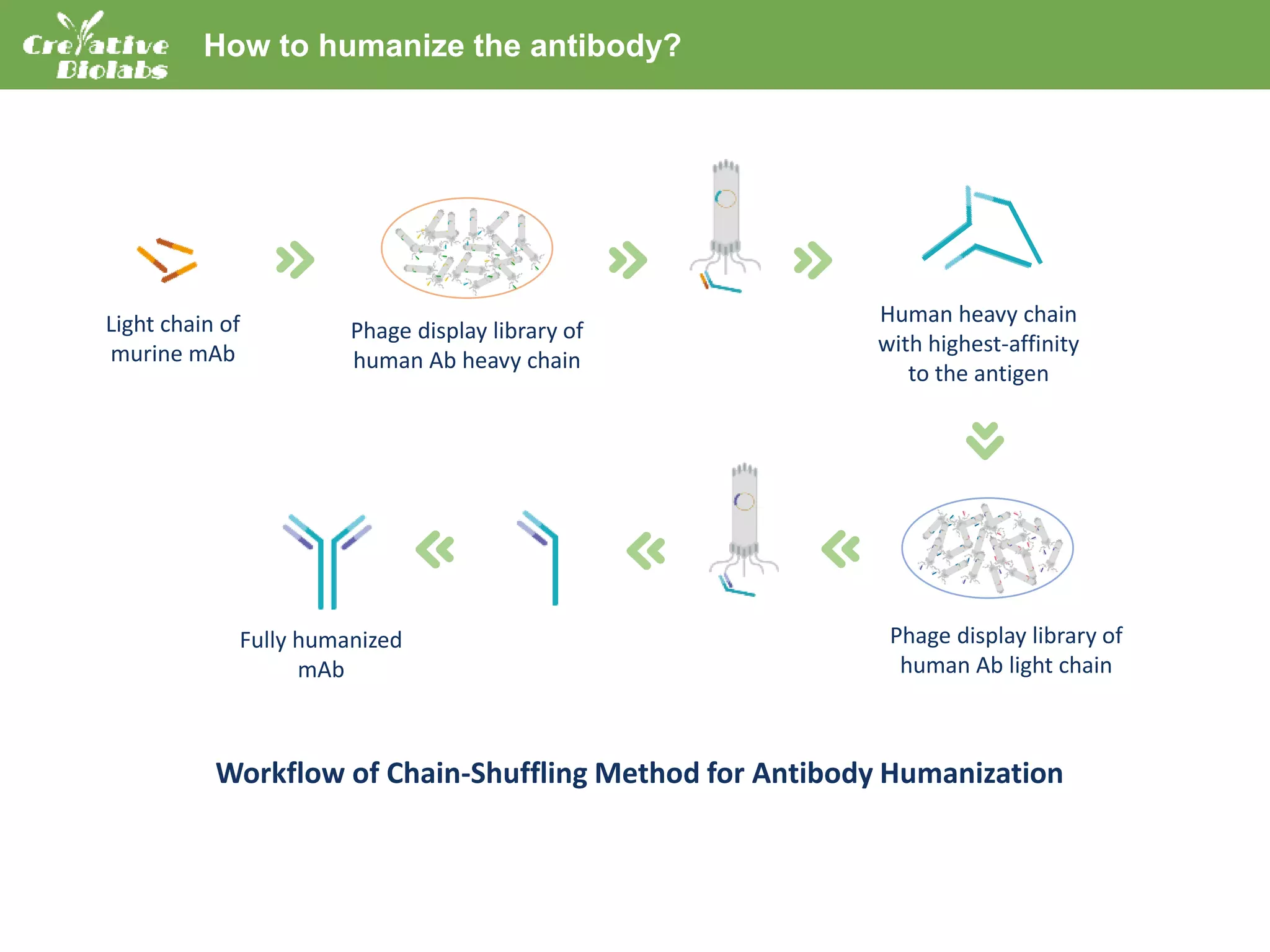 Antibody Humanization service creative biolabs | PPT