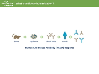 Antibody Humanization service creative biolabs | PPT