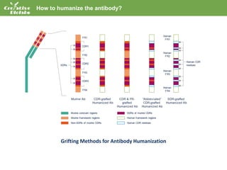 Antibody Humanization service creative biolabs | PPT
