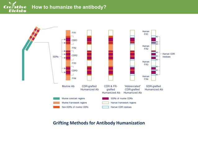 Antibody Humanization service creative biolabs | PPT