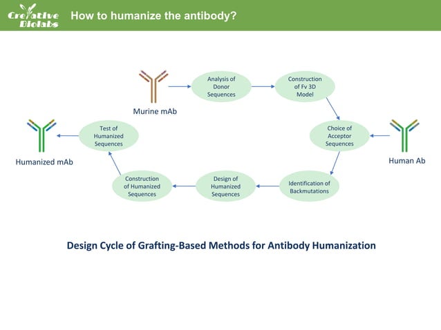 Antibody Humanization service creative biolabs | PPT