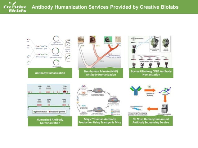 Antibody Humanization service creative biolabs | PPT
