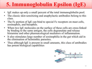 Antibody (immunoglobulin) | PPT