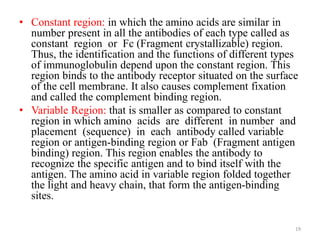 Antibody (immunoglobulin) | PPT