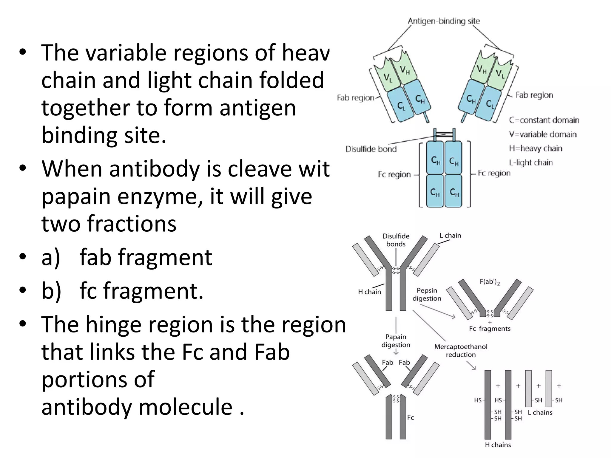 Antibody- (immunoglobulin) | PDF