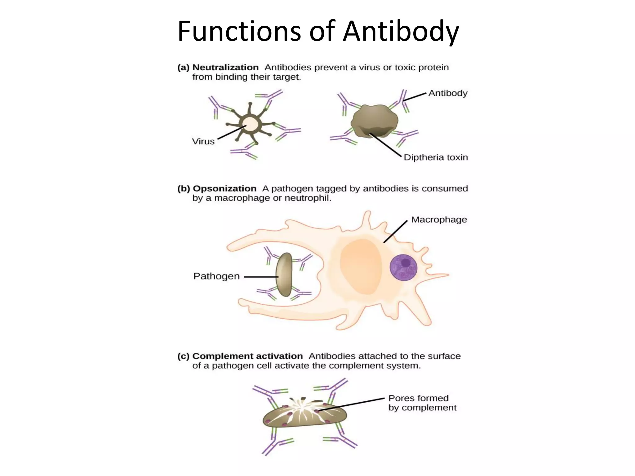 Antibody- (immunoglobulin) | PDF