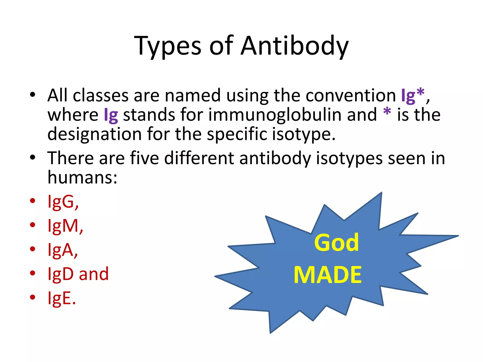 Antibody- (immunoglobulin) | PDF