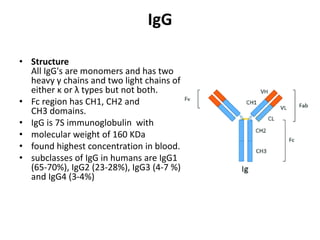 Antibody- (immunoglobulin) | PDF
