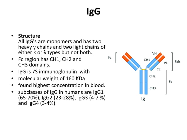 Antibody- (immunoglobulin) | PDF | Blood Disorders | Diseases and Conditions