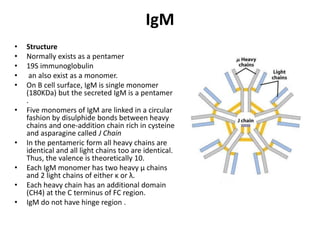 Antibody- (immunoglobulin) | PDF