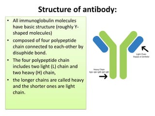 Antibody- (immunoglobulin) | PDF