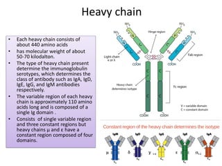 Antibody- (immunoglobulin) | PDF