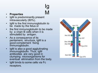 Antibody immunoglobulin by prof. shashank chaurasiya | PPT