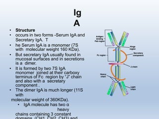 Antibody immunoglobulin by prof. shashank chaurasiya | PPT
