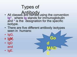 Antibody immunoglobulin by prof. shashank chaurasiya | PPT