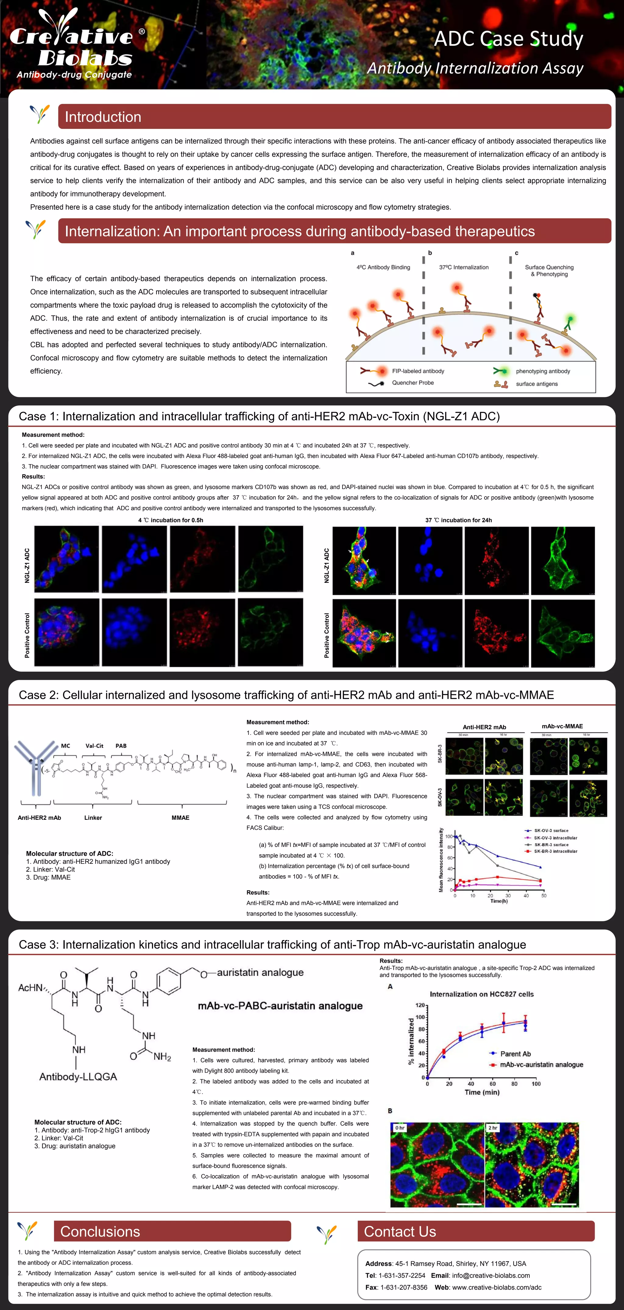 Antibody internalization asasay | PDF