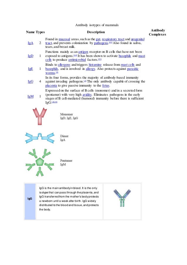 Antibody isotypes of mammals