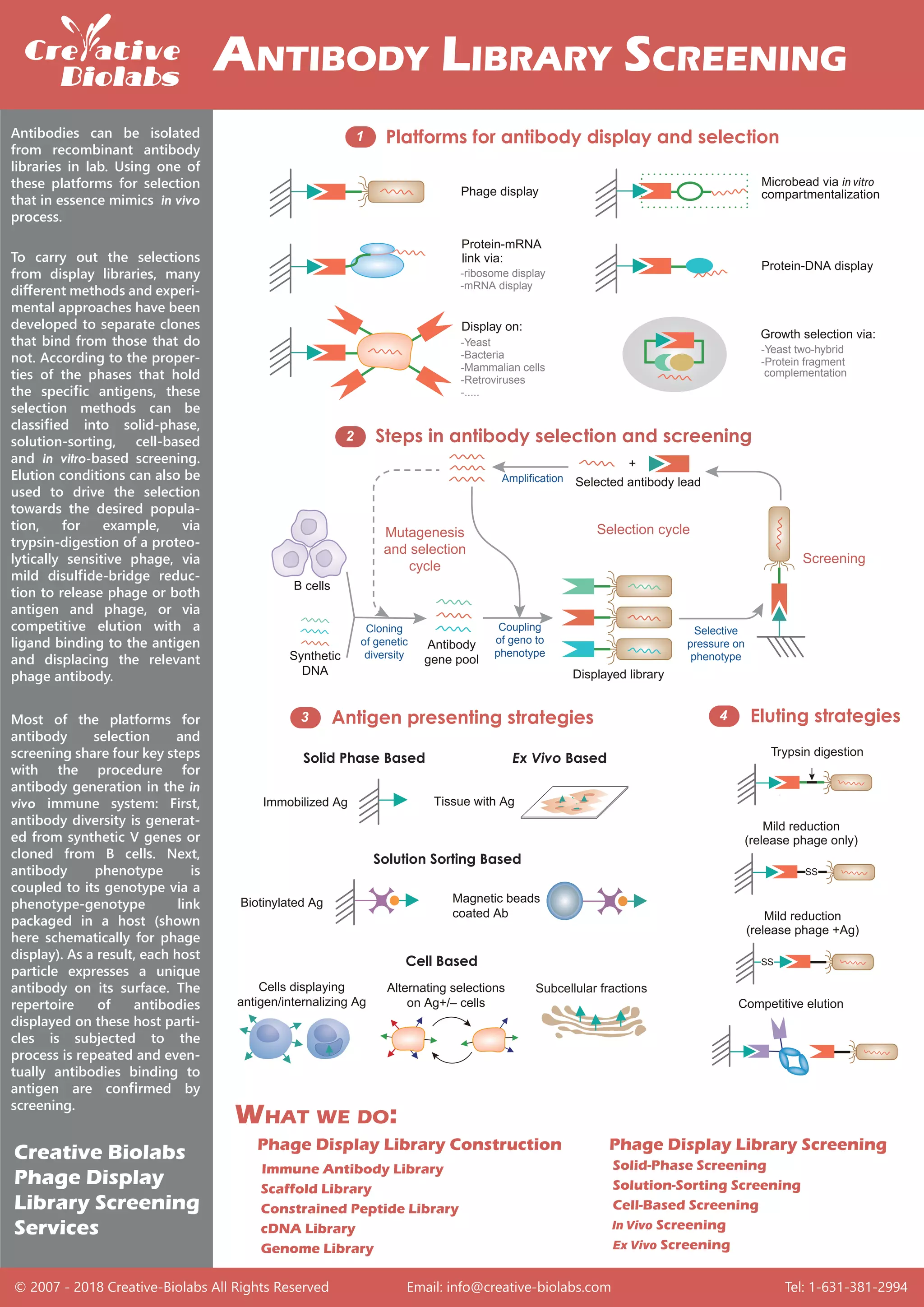 Antibody library screening | PDF