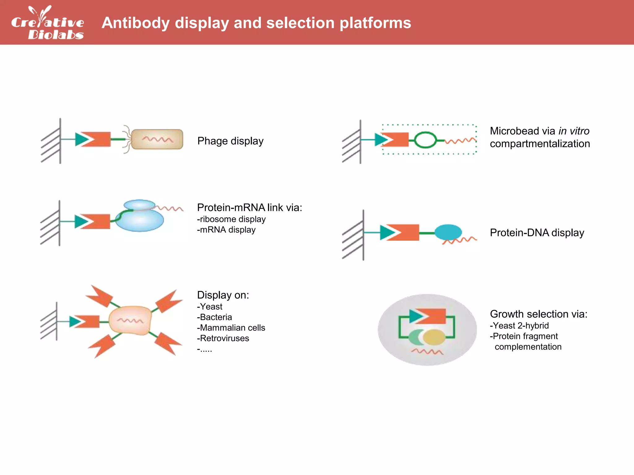 Antibody Library Screening - Creative Biolabs | PPT