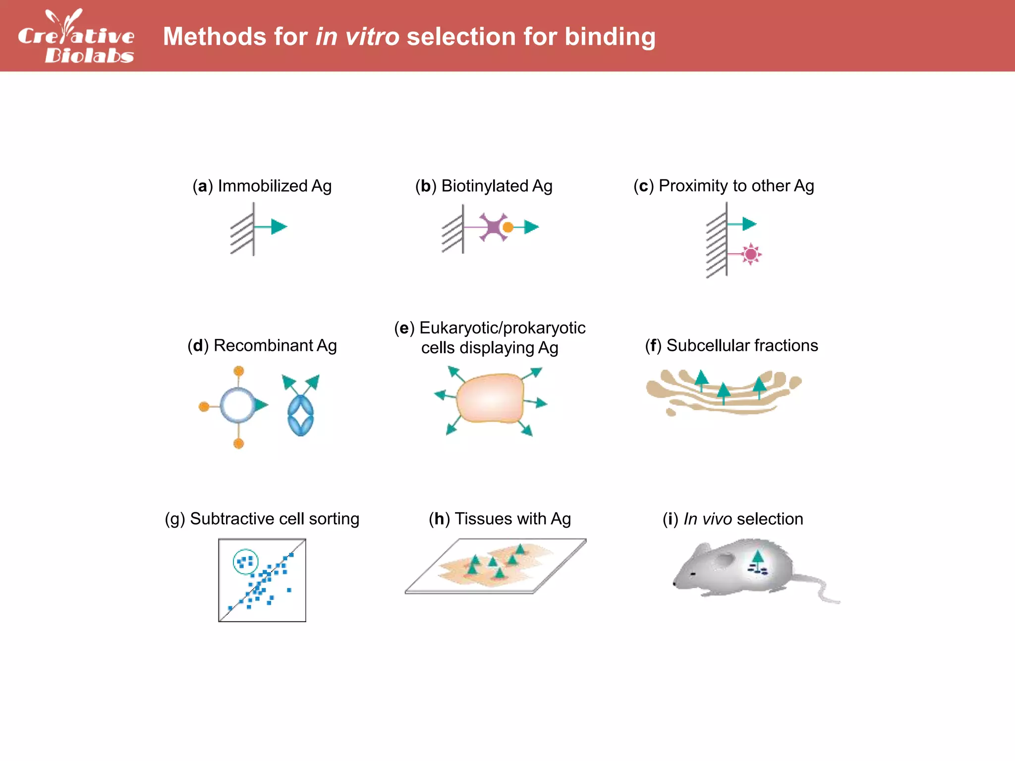 Antibody Library Screening - Creative Biolabs | PPT