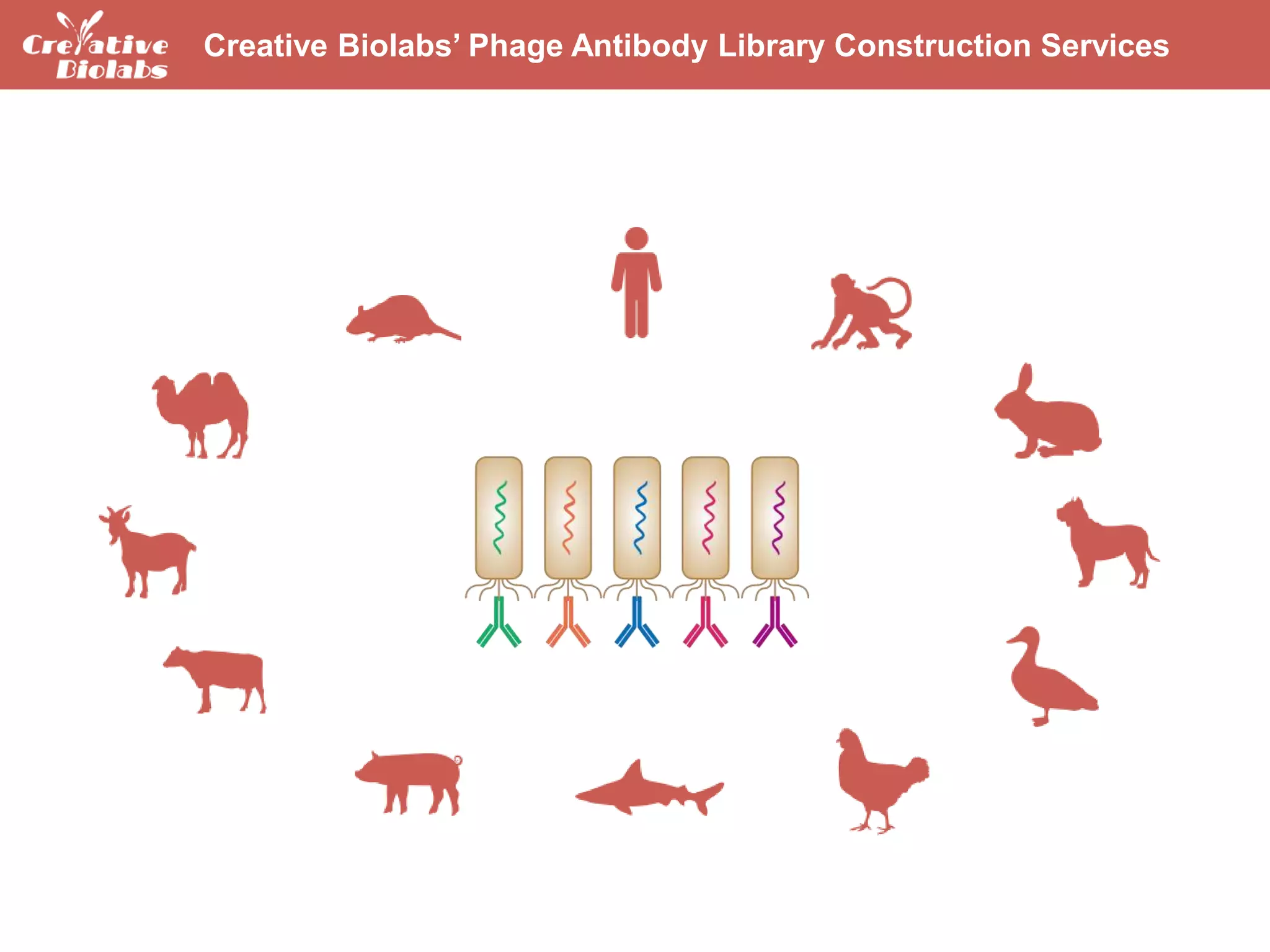Antibody Library Screening - Creative Biolabs | PPT