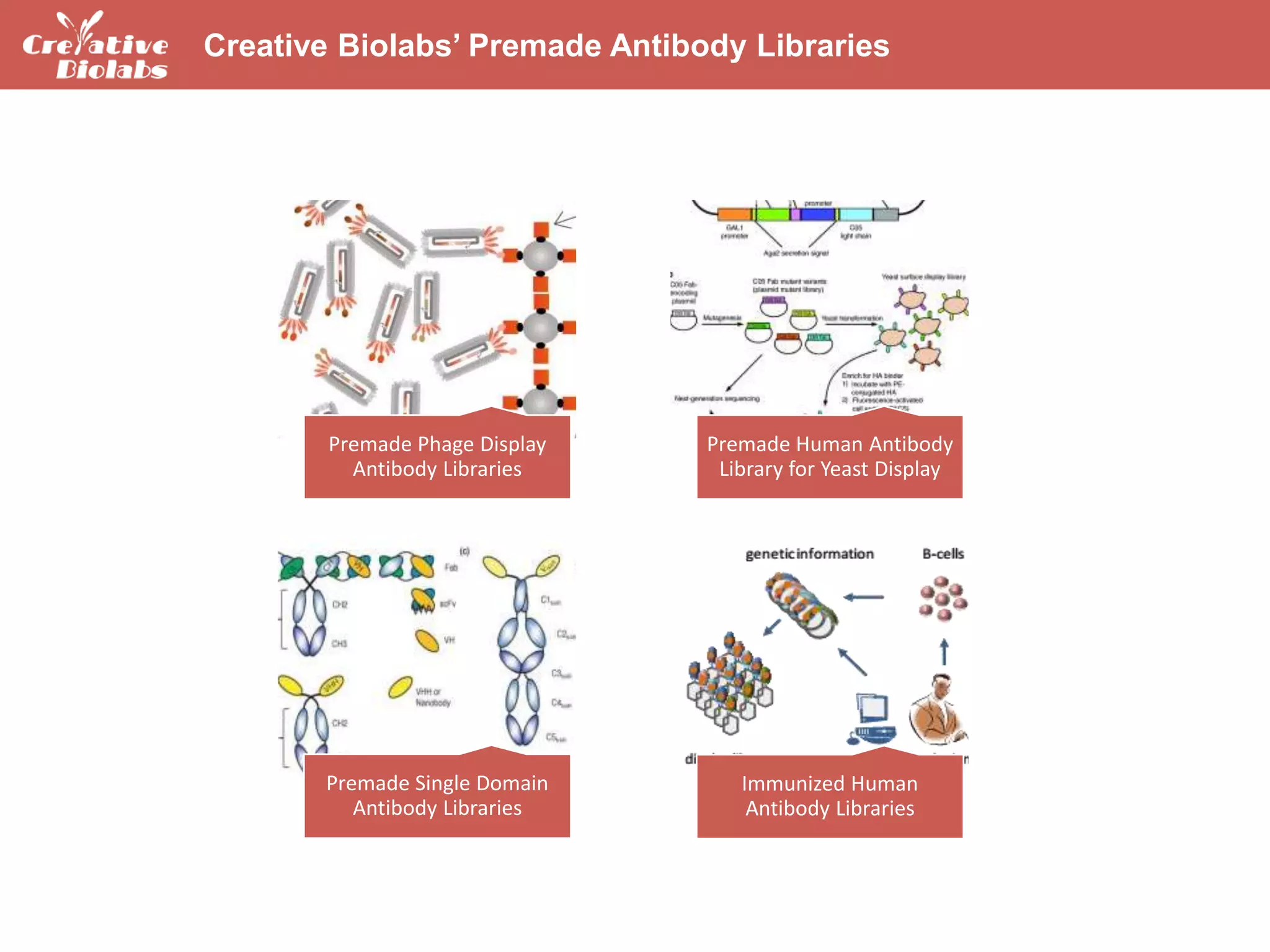 Antibody Library Screening - Creative Biolabs | PPT