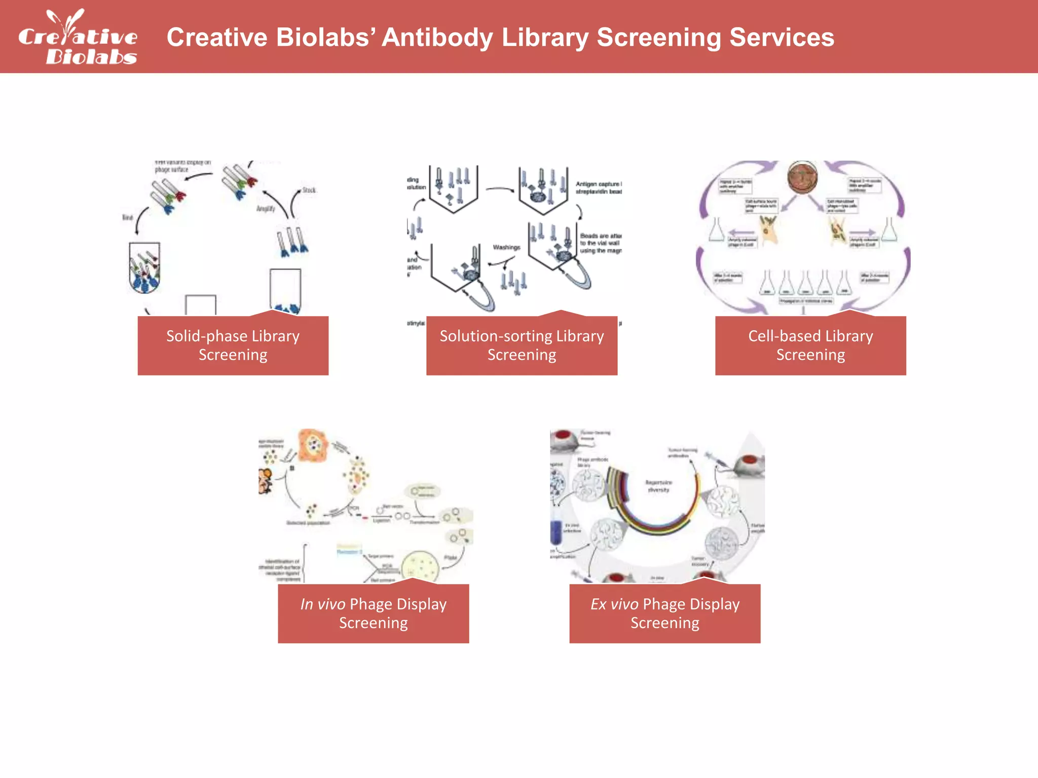 Antibody Library Screening - Creative Biolabs | PPT