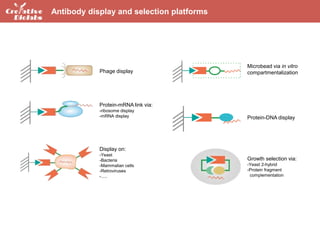 Antibody Library Screening - Creative Biolabs | PPT