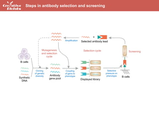 Antibody Library Screening - Creative Biolabs | PPT