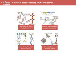 Antibody Library Screening - Creative Biolabs | PPT