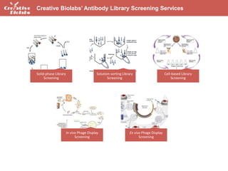 Antibody Library Screening - Creative Biolabs | PPT