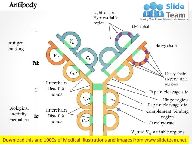 Antibody medical images for power point