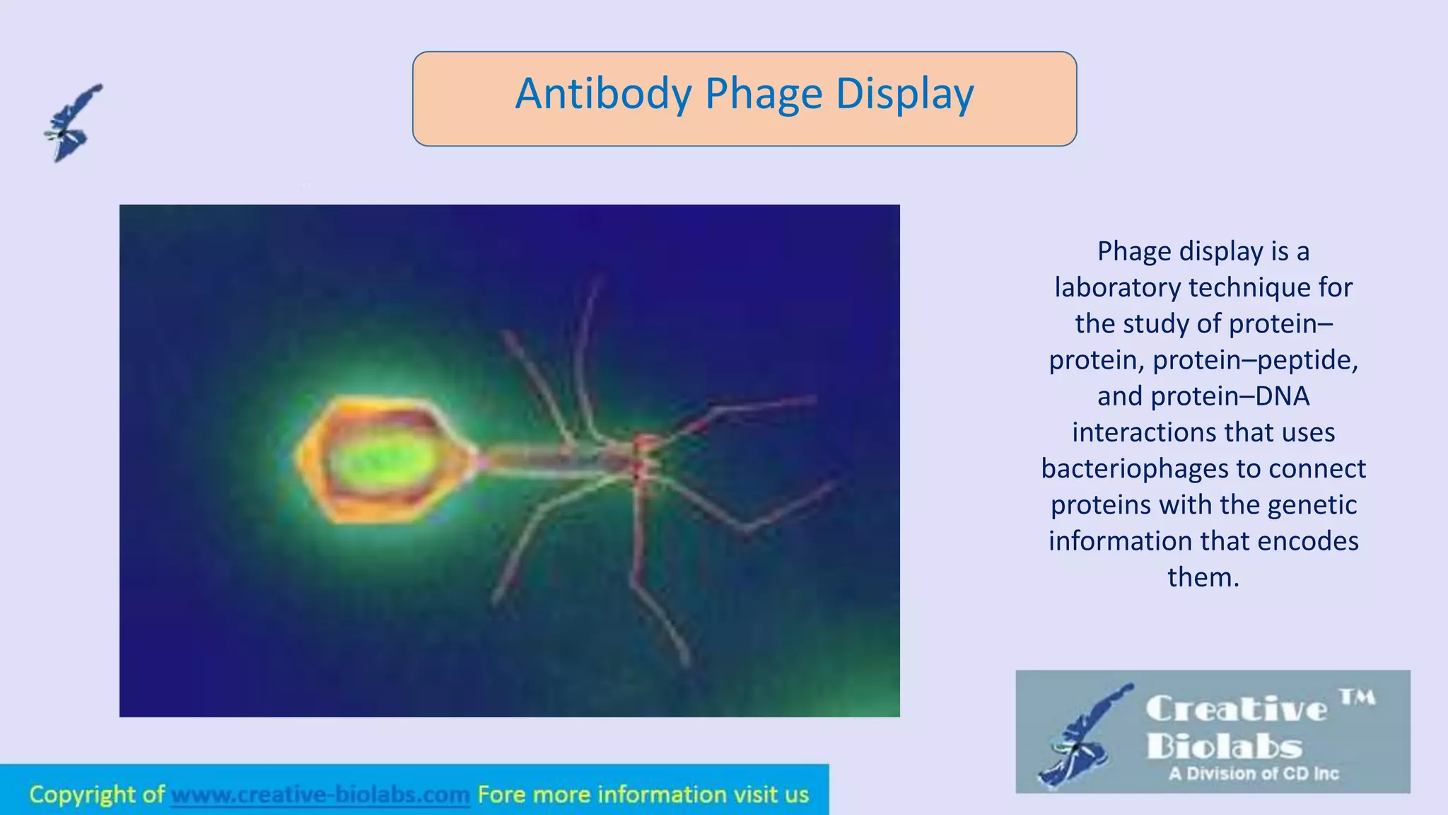 Antibody phage display | PPTX
