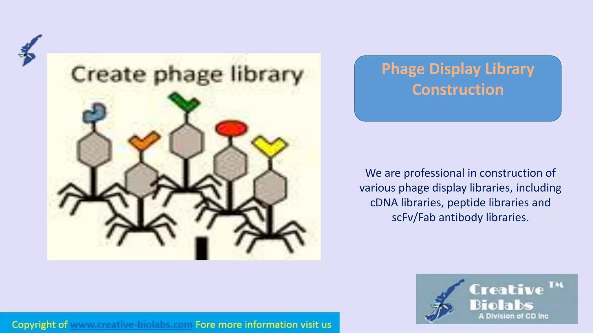 Antibody phage display | PPTX