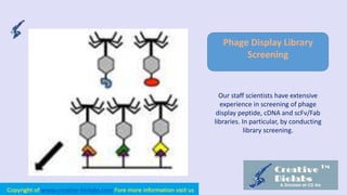 Antibody phage display | PPTX